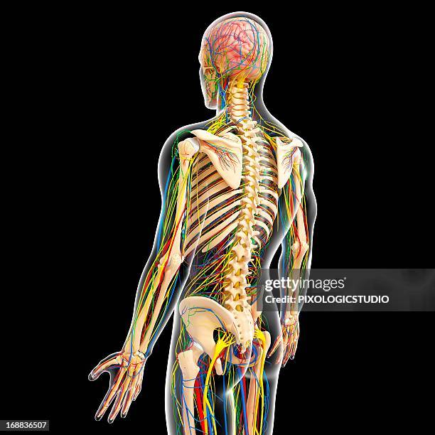 Lymph Nodes Pelvis High Res Illustrations Getty Images