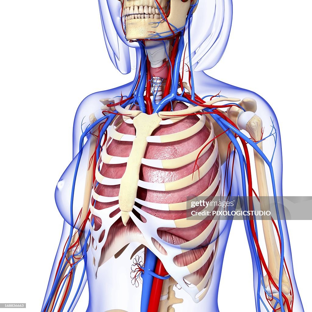 Female Anatomy Artwork High Res Vector Graphic Getty Images
