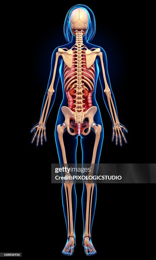 Female Anatomy Artwork High Res Vector Graphic Getty Images
