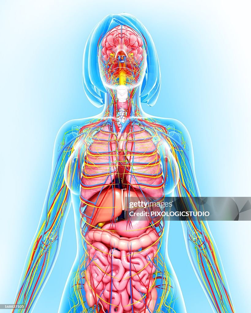 Female Anatomy Artwork High Res Vector Graphic Getty Images