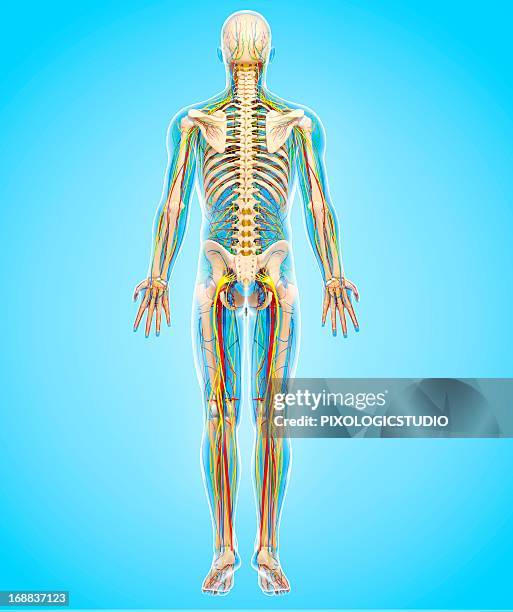 Lymph Nodes Pelvis High Res Illustrations Getty Images