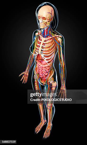 203 Lymph Nodes Pelvis High Res Illustrations Getty Images