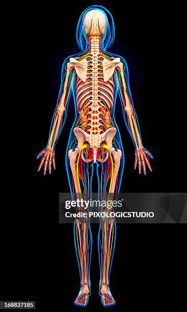 Lymph Nodes Pelvis High Res Illustrations Getty Images