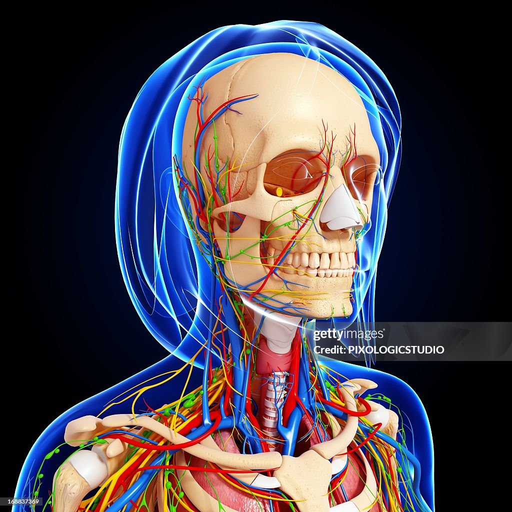 Female Anatomy Artwork High Res Vector Graphic Getty Images