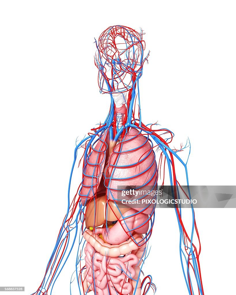 Female Anatomy Artwork High Res Vector Graphic Getty Images