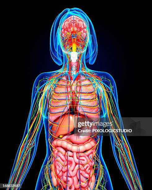 Female Anatomy Artwork High Res Vector Graphic Getty Images