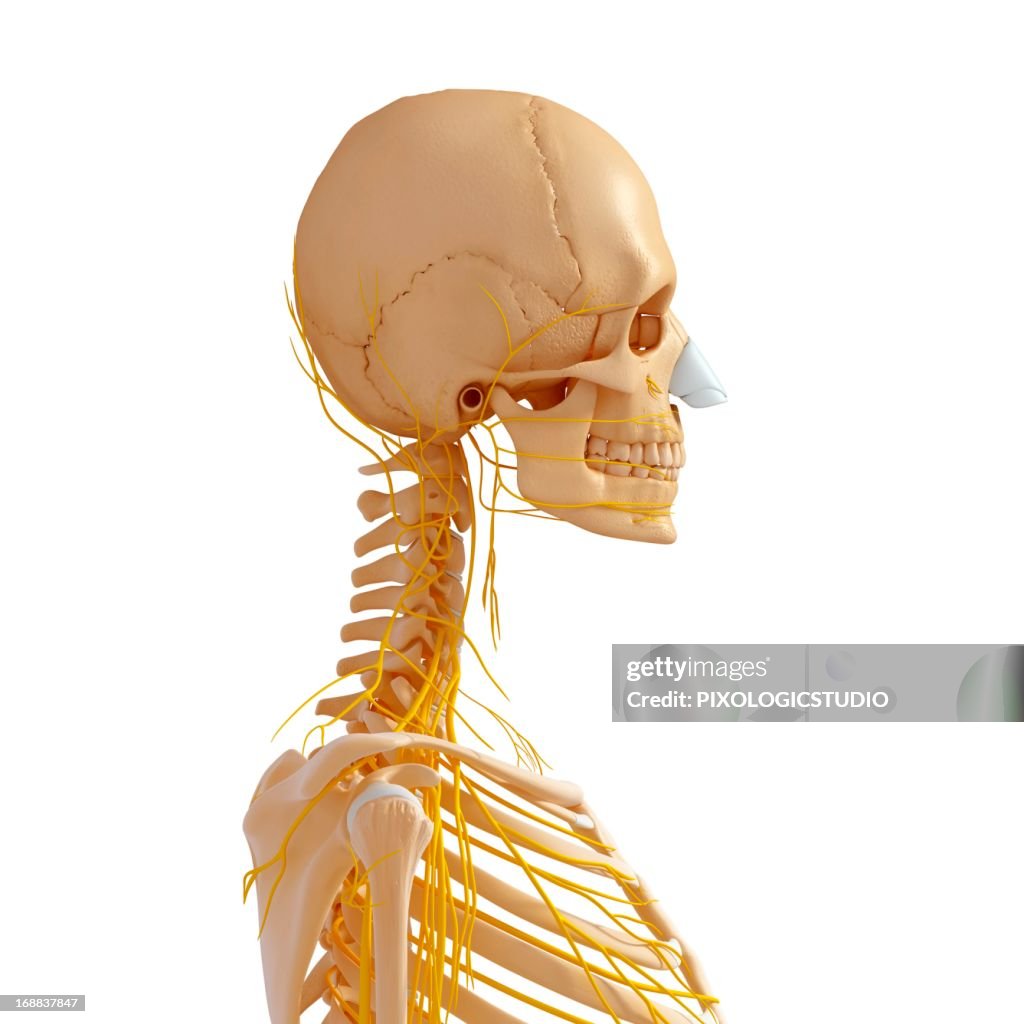 Female Anatomy Artwork High Res Vector Graphic Getty Images