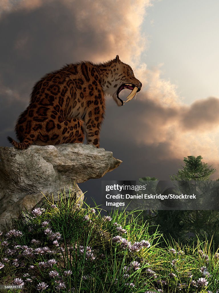Smilodon Californicus