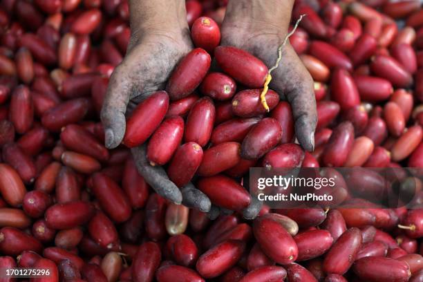 Palestinians Harvest Dates In Gaza Photos And Premium High Res Pictures Getty Images