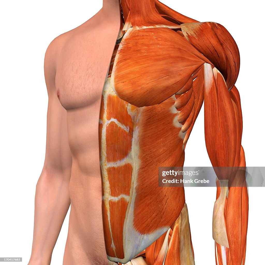 Crosssection Anatomy Of Male Chest Abdomen And Groin Muscles High Res Vector Graphic Getty Images