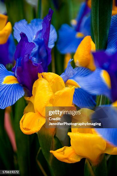 Siberian Irises Photos And Premium High Res Pictures Getty Images