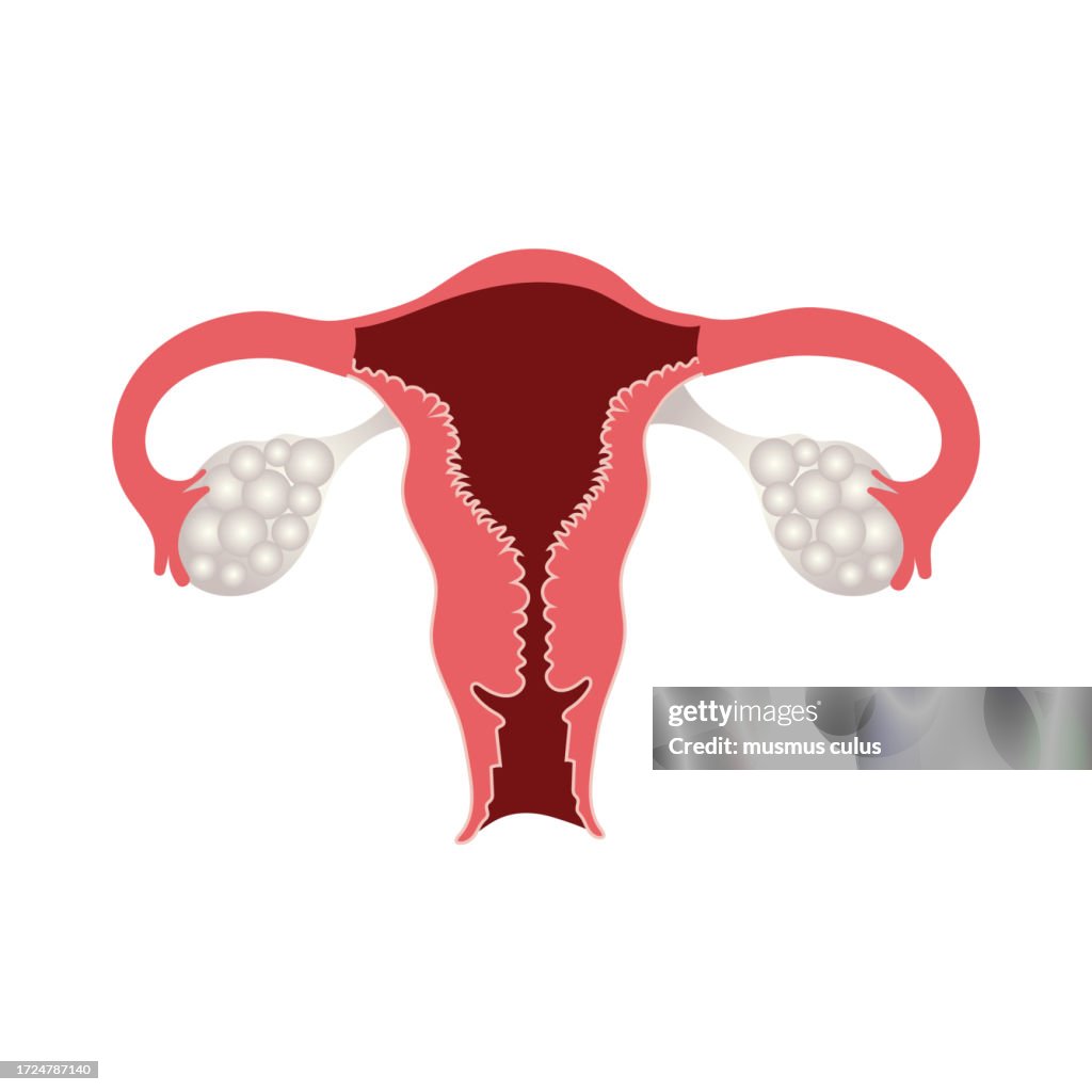 Estrutura Do Sistema Reprodutor Feminino Ovários E Útero Ilustração