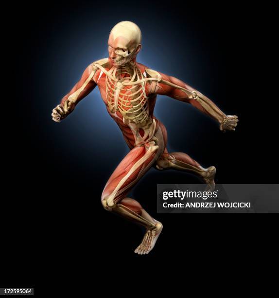 Skeletal Muscular System High Res Illustrations - Getty Images Skeletal Muscular System High Res Illustrations - Getty Images