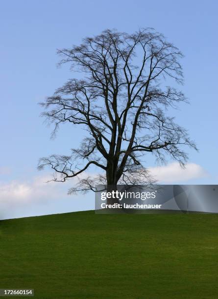 Tree on a hill 2 이미지 (172660154) - 게티이미지뱅크