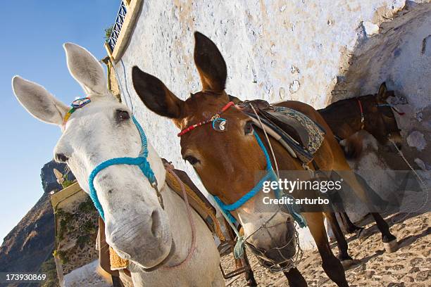 9,015 Mule Animal Stock Photos, High-Res Pictures, and Images - Getty ... 9,015 Mule Animal Stock Photos, High-Res Pictures, and Images - Getty ...