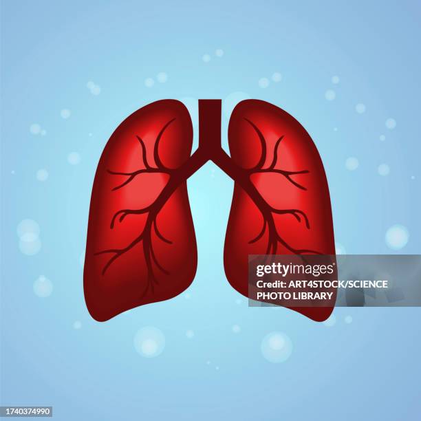 Human Lungs Conceptual Illustration High Res Vector Graphic Getty Images