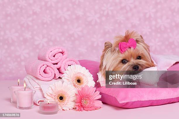 How to Prepare Your Pet for a Relaxing Spa Day