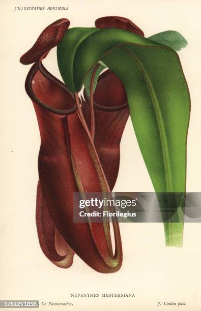 Nepenthes Khasiana Photos and Premium High Res Pictures - Getty Images Nepenthes Khasiana Photos and Premium High Res Pictures - Getty Images