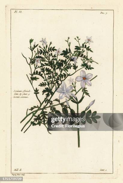 Common Jasmine Photos and Premium High Res Pictures - Getty Images Common Jasmine Photos and Premium High Res Pictures - Getty Images