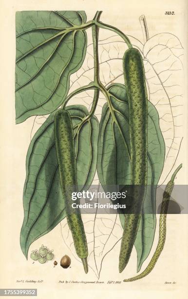 79 Pepper Curtis Photos And High Res Pictures Getty Images