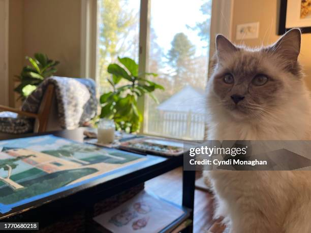 Glad Rag Doll Photos And Premium High Res Pictures Getty Images
