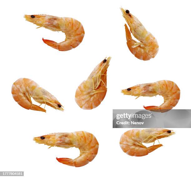 Tiger Prawn Isolated Photos Et Images De Collection Getty Images