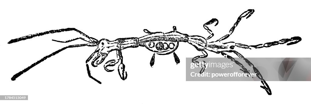 Japanese Skeleton Shrimp 19th Century High-Res Vector Graphic - Getty ... Japanese Skeleton Shrimp 19th Century High-Res Vector Graphic - Getty ...
