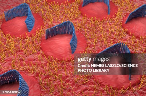 Inner Ear Hair Cells Illustration High Res Vector Graphic Getty Images