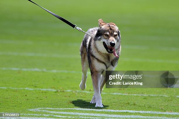 Nc State Wolfpack Mascot Photos And Premium High Res Pictures Getty