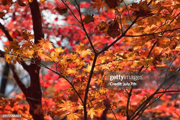 Autumn Maple Leaves and Sunshine 이미지 (1815554601) - 게티이미지뱅크