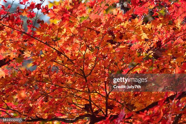 Autumn Maple Leaves and Sunshine 이미지 (1815555015) - 게티이미지뱅크
