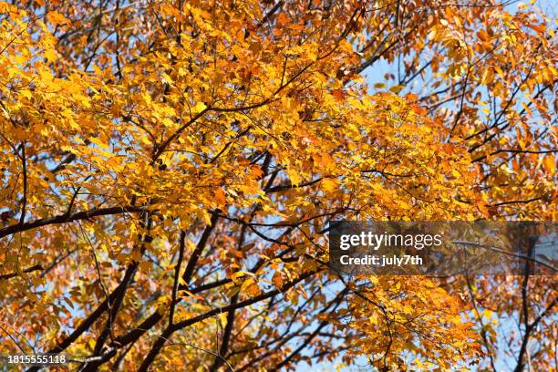 Autumn Leaves and Sunshine 이미지 (1815555118) - 게티이미지뱅크