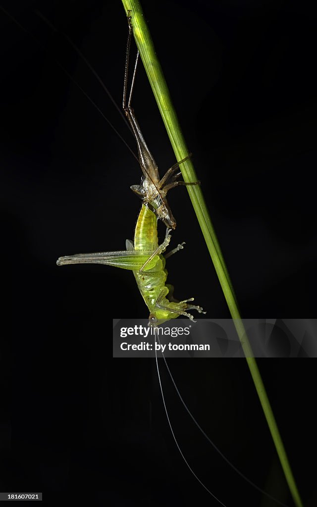 Grasshopper Molting
