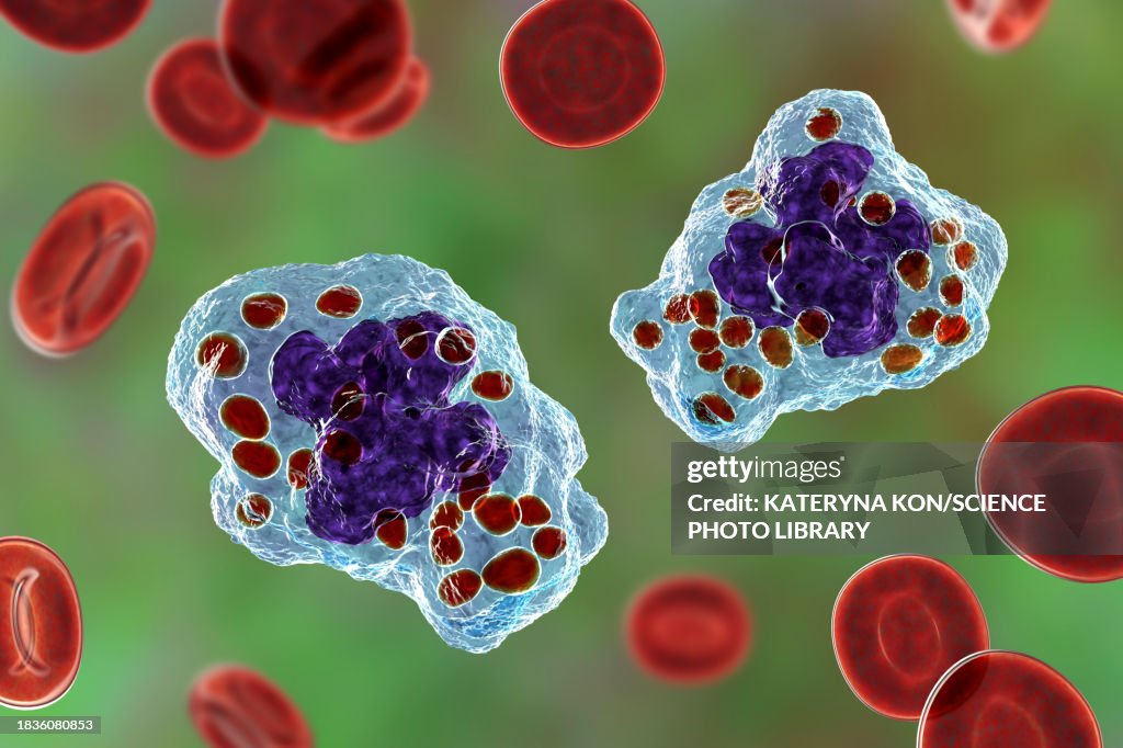 Histoplasma Capsulatum Fungus In A Macrophage Illustration High Res Vector Graphic Getty Images