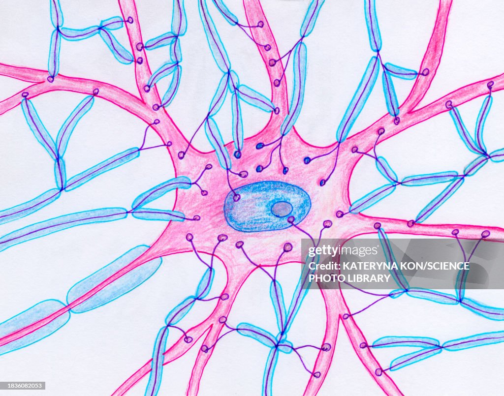 Synaptic Endings On A Motor Neuron Illustration High Res Vector Graphic