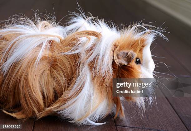 Long Haired Guinea Pigs Photos and Premium High Res Pictures - Getty Images Long Haired Guinea Pigs Photos and Premium High Res Pictures - Getty Images