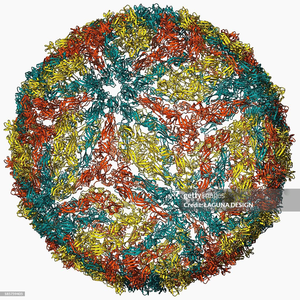 Dengue Virus Capsid Molecular Model High-Res Vector Graphic - Getty Images Dengue Virus Capsid Molecular Model High-Res Vector Graphic - Getty Images