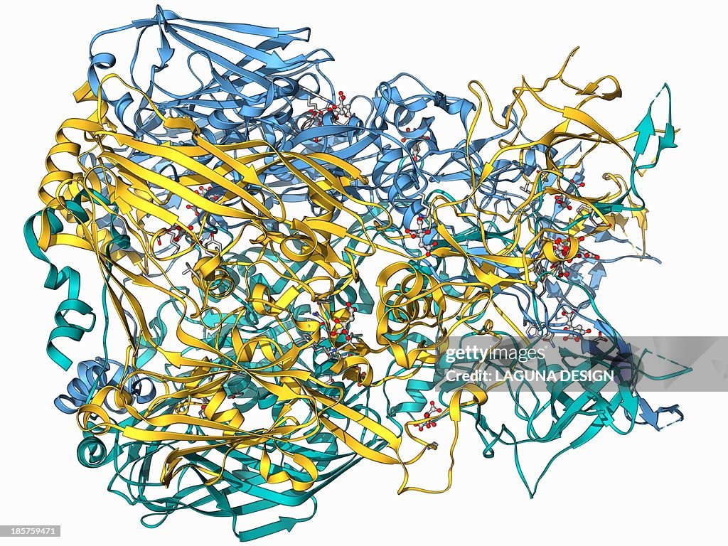 Adenovirus Hexon Protein High Res Vector Graphic Getty Images