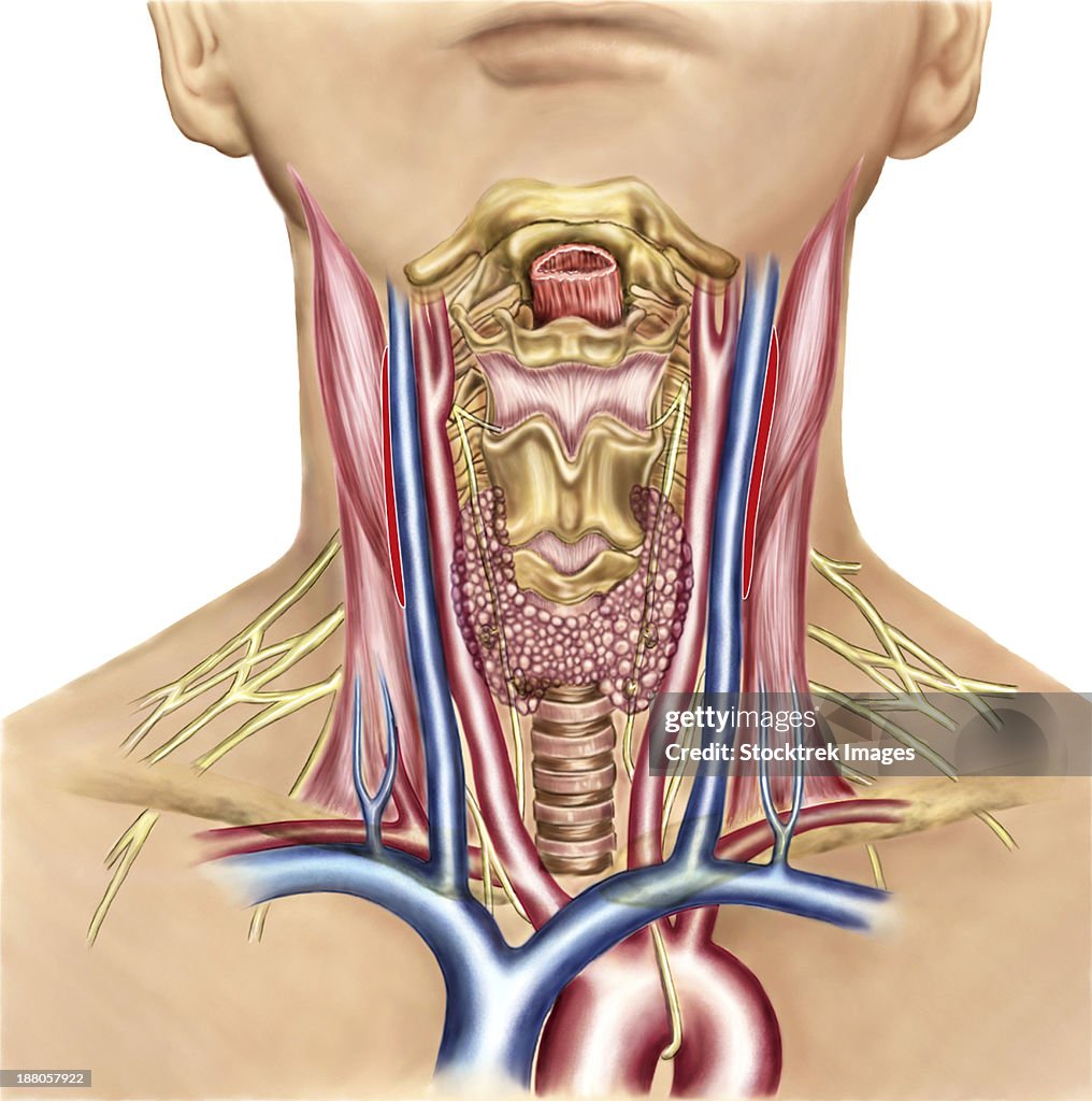 Neck Anatomy Showing Arteries Of Pharyngeal Region And Thyroid Parathyroid Glands High Res