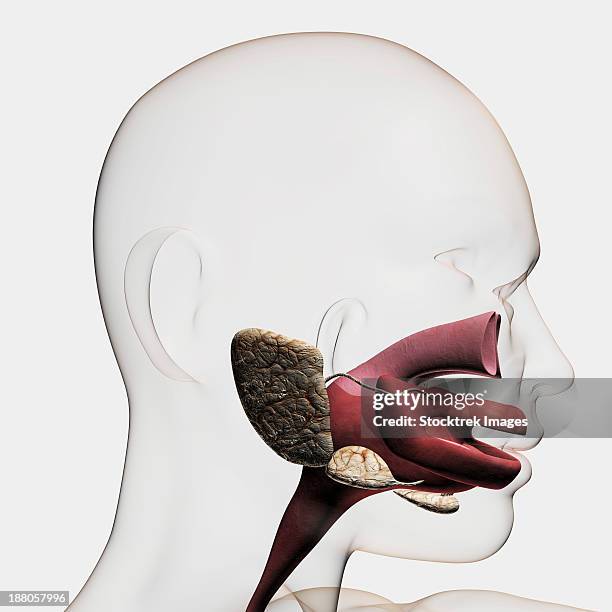 Digestive System Salivary Glands Digestive System Salivary Glands