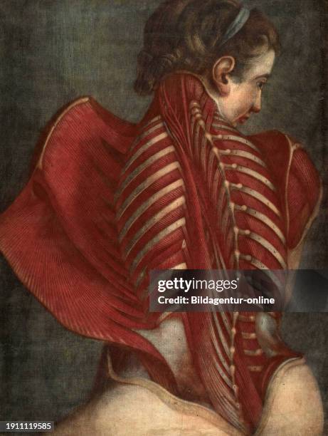 Anatomy Of An Angel Fotografías E Imágenes De Stock Getty Images
