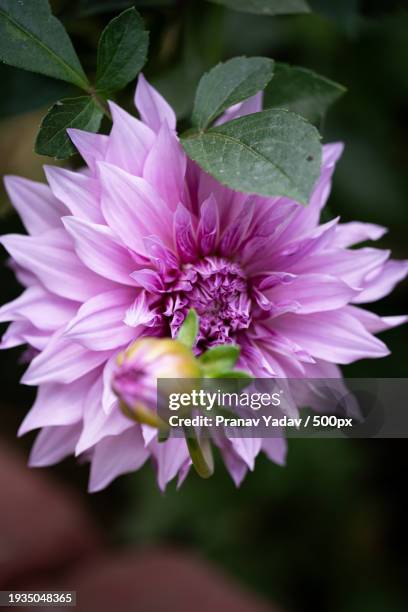 61 Pranav Yadav Stock Photos, High-Res Pictures, and Images - Getty Images 61 Pranav Yadav Stock Photos, High-Res Pictures, and Images - Getty Images