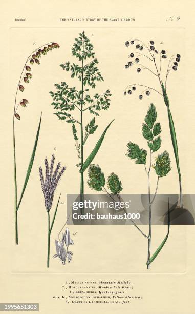 Grasses Plant Kingdom Victorian Botanical Illustration Circa 1853 High ... Grasses Plant Kingdom Victorian Botanical Illustration Circa 1853 High ...