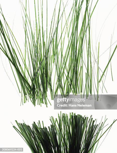 Parting Grass Photos And Premium High Res Pictures Getty Images