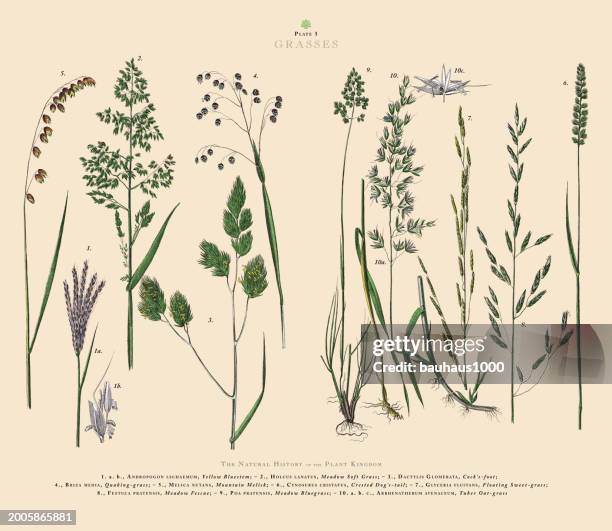 Grasses Plant Kingdom Victorian Botanical Illustration Circa 1853 High ... Grasses Plant Kingdom Victorian Botanical Illustration Circa 1853 High ...