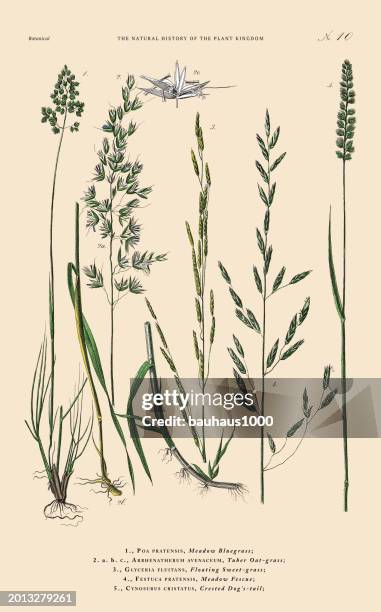 Grasses Plant Kingdom Victorian Botanical Illustration Circa 1853 High ... Grasses Plant Kingdom Victorian Botanical Illustration Circa 1853 High ...
