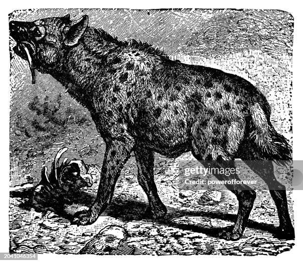 43 Spotted Hyena Illustration High Res Illustrations Getty Images