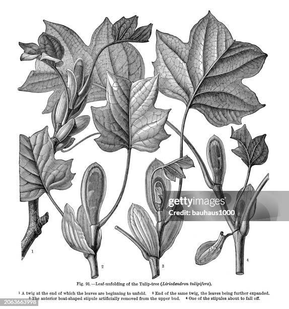 122 Tulip Tree Leaf High Res Illustrations Getty Images