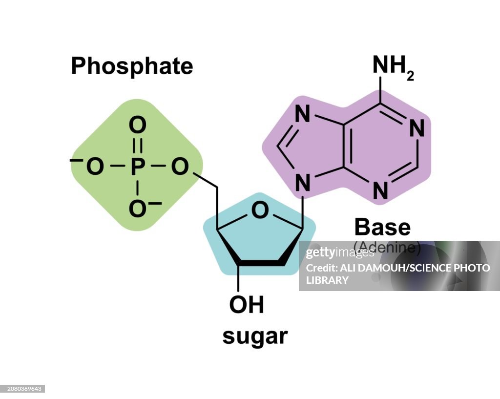 Nucleotide Structure Illustration High Res Vector Graphic Getty Images