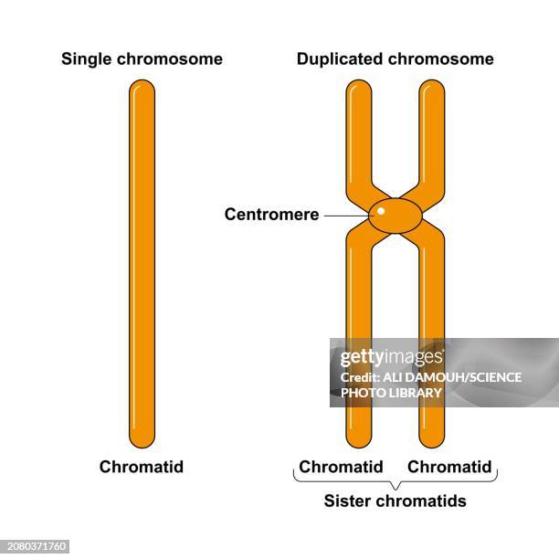 71 Homologous Chromosomes High Res Illustrations - Getty Images 71 Homologous Chromosomes High Res Illustrations - Getty Images